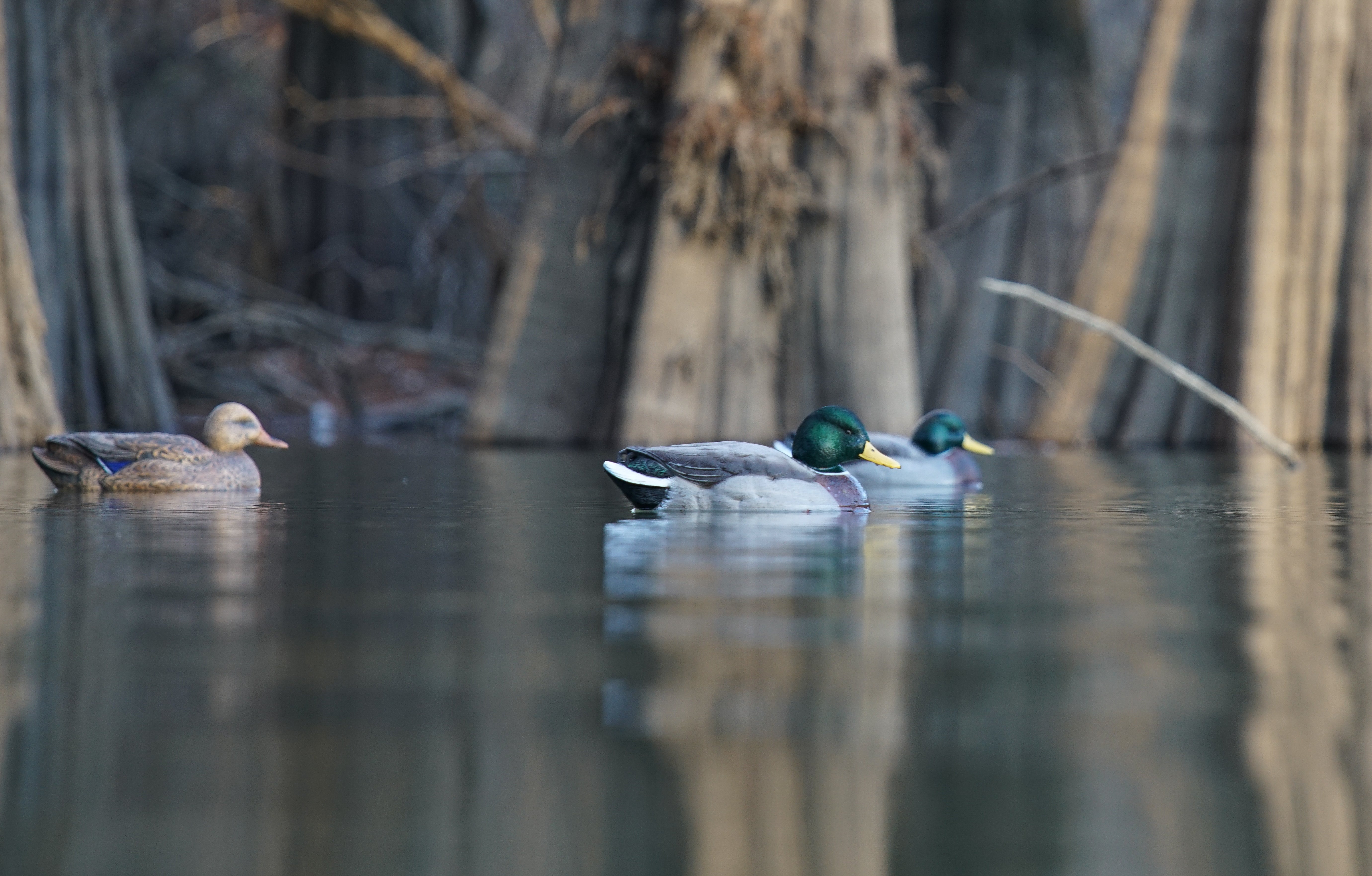 Mallard – Tanglefree Shop