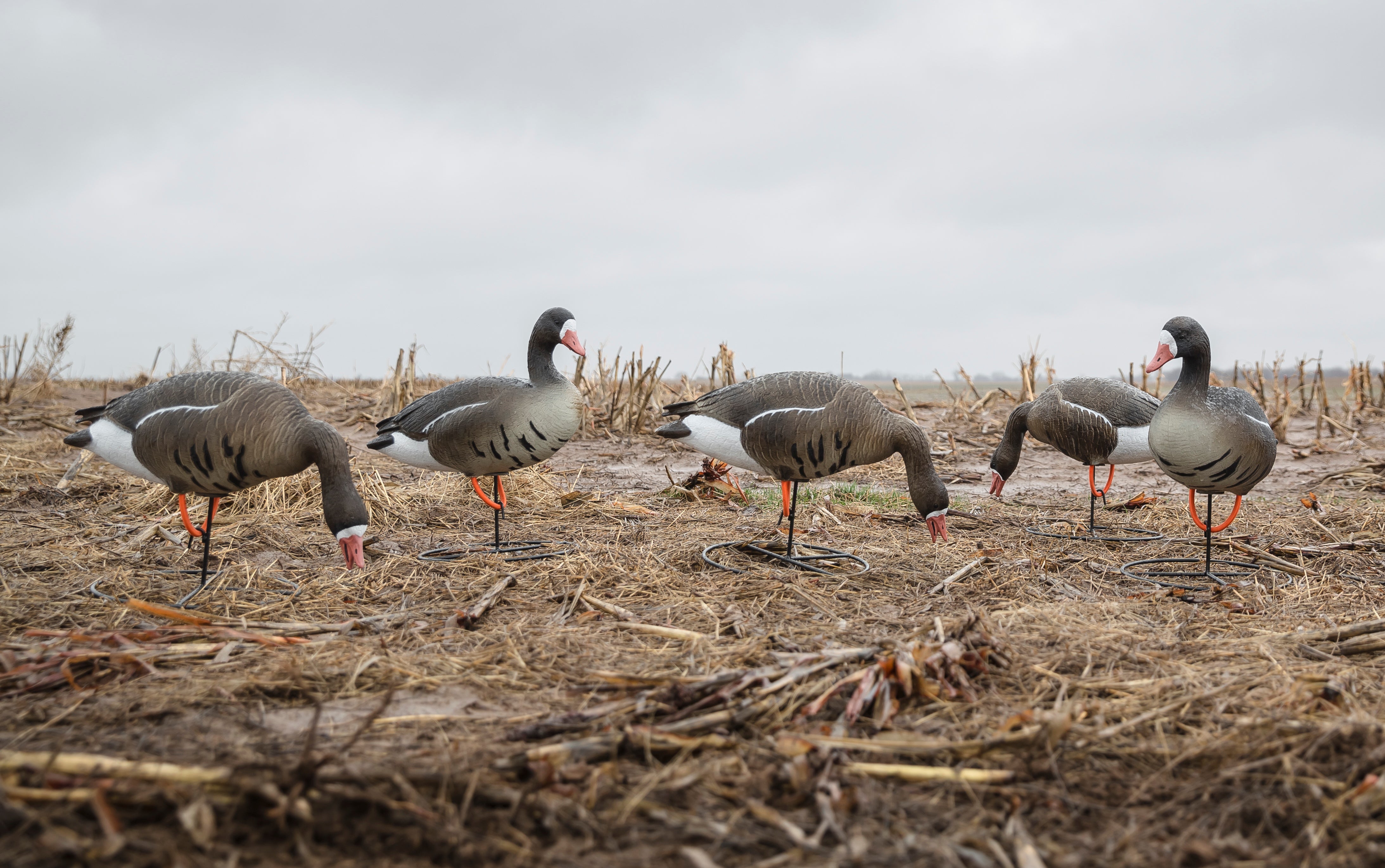 Specklebelly Goose – Tanglefree Shop