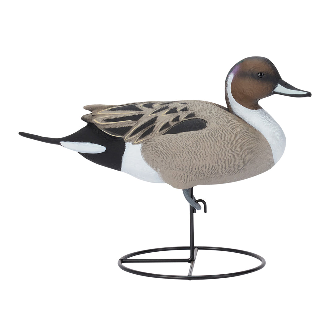Pintail – Tanglefree Shop