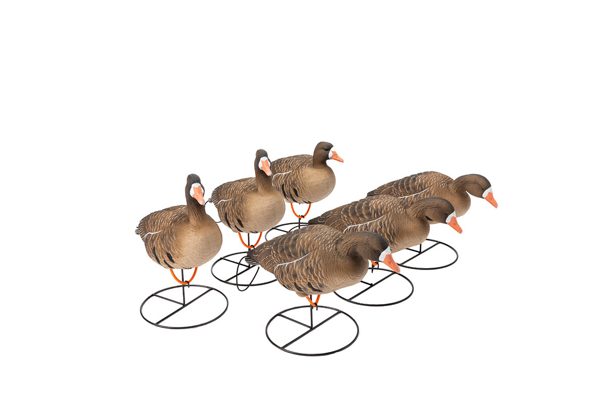 Flight Series Full Body Specklebelly Goose Decoys – Tanglefree Shop