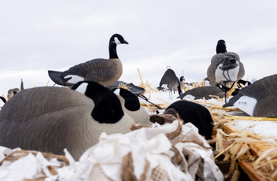 Pro Series Canada Goose Sleeper Shell – Tanglefree Shop