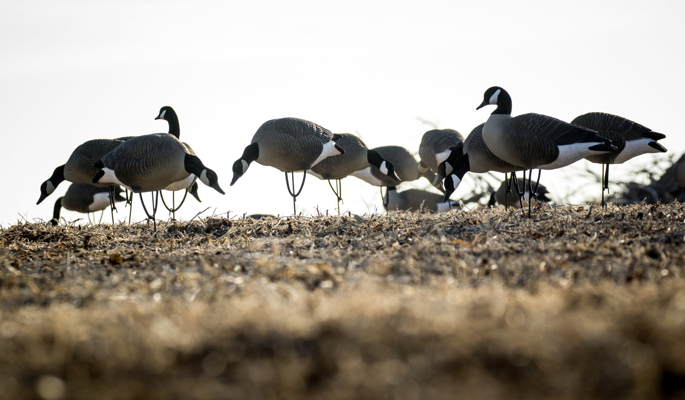 Pro Series Full Body Canada Goose Combo Pack – Tanglefree Shop