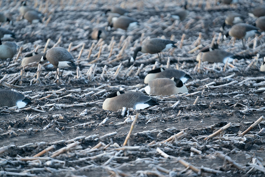 Pro Series Canada Goose Sleeper Shell – Tanglefree Shop